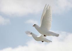 Enchanted Flights Dove Release - Pennsylvania
